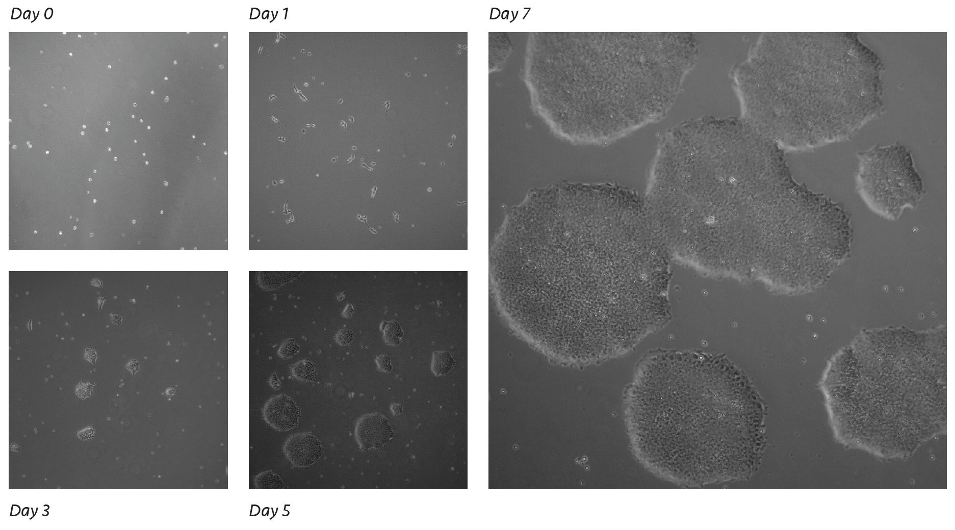 iMatrix-511MG | マトリクソーム